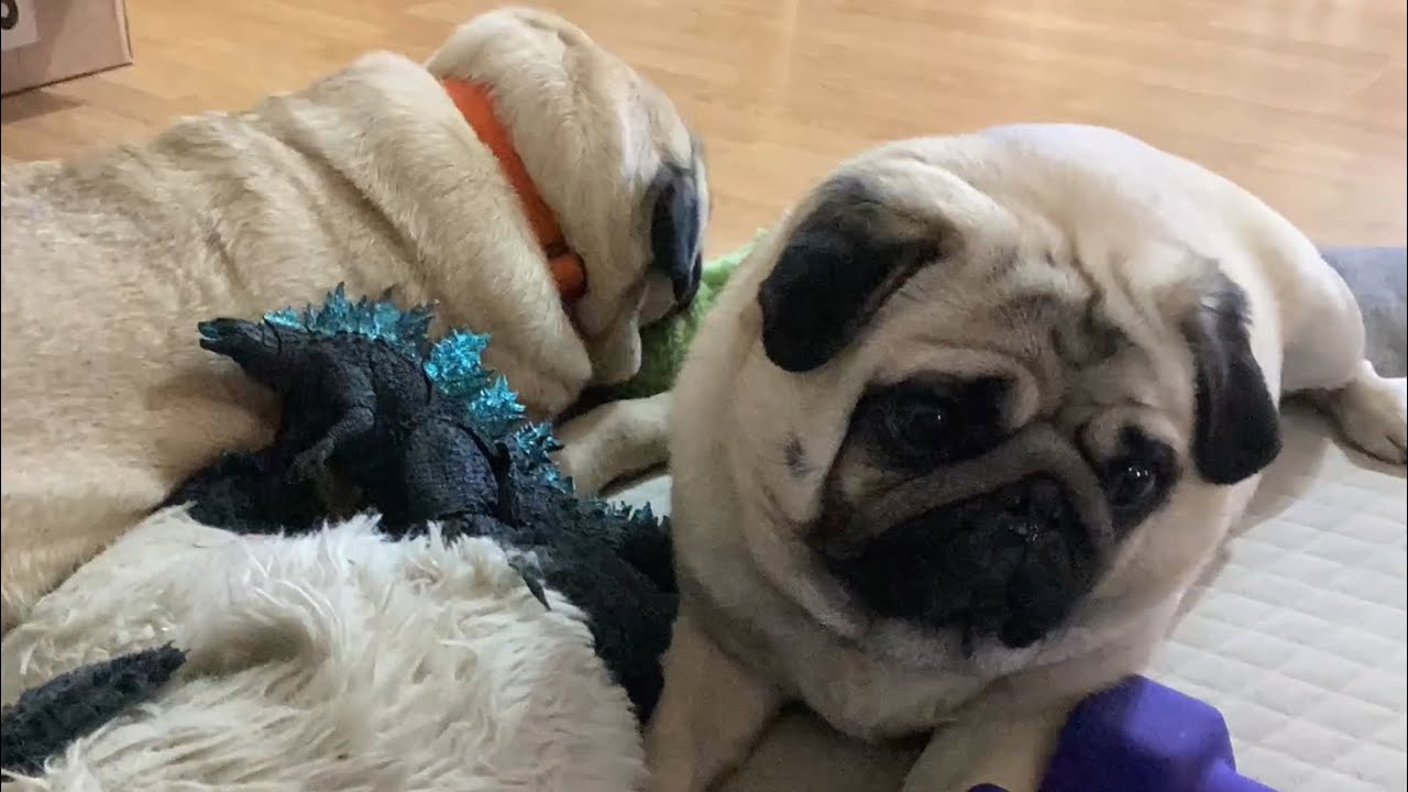 Godzilla meets the pugs(funny stop motion) - YouTube