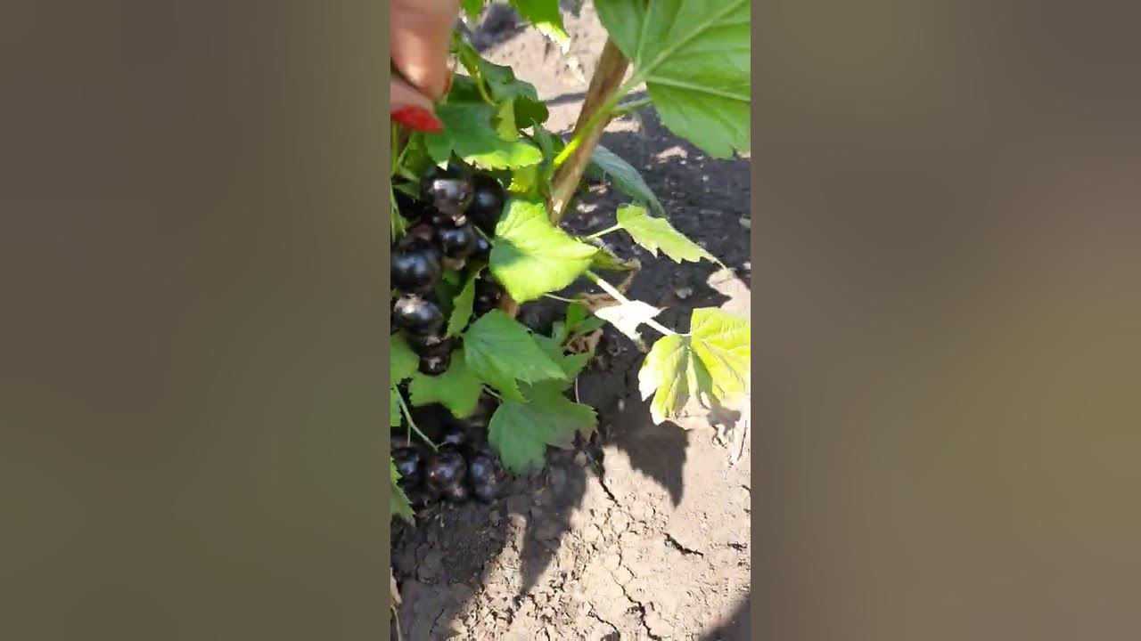 Смородина черная, сорт Добрыня. - YouTube