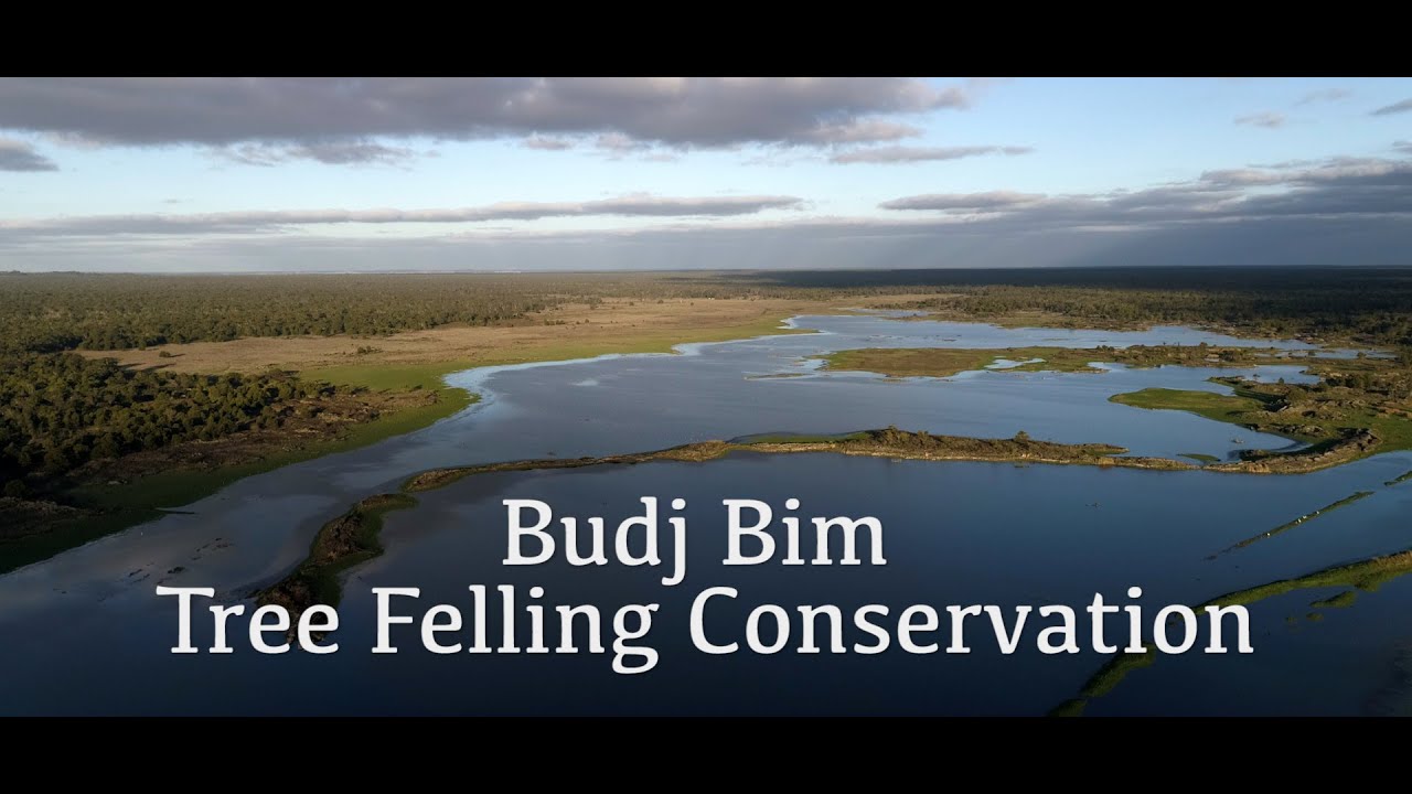 Budj Bim Tree Felling Conservation - YouTube