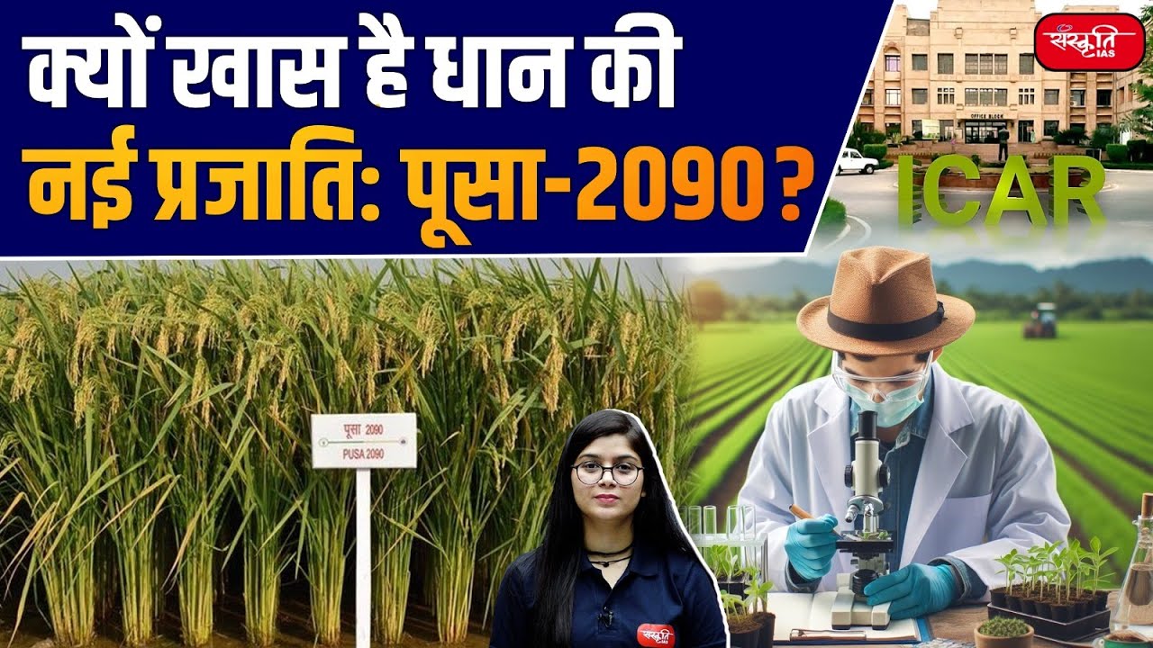 Why is the New Variety of rice Special : Pusa-2090? | Sanskriti IAS ...
