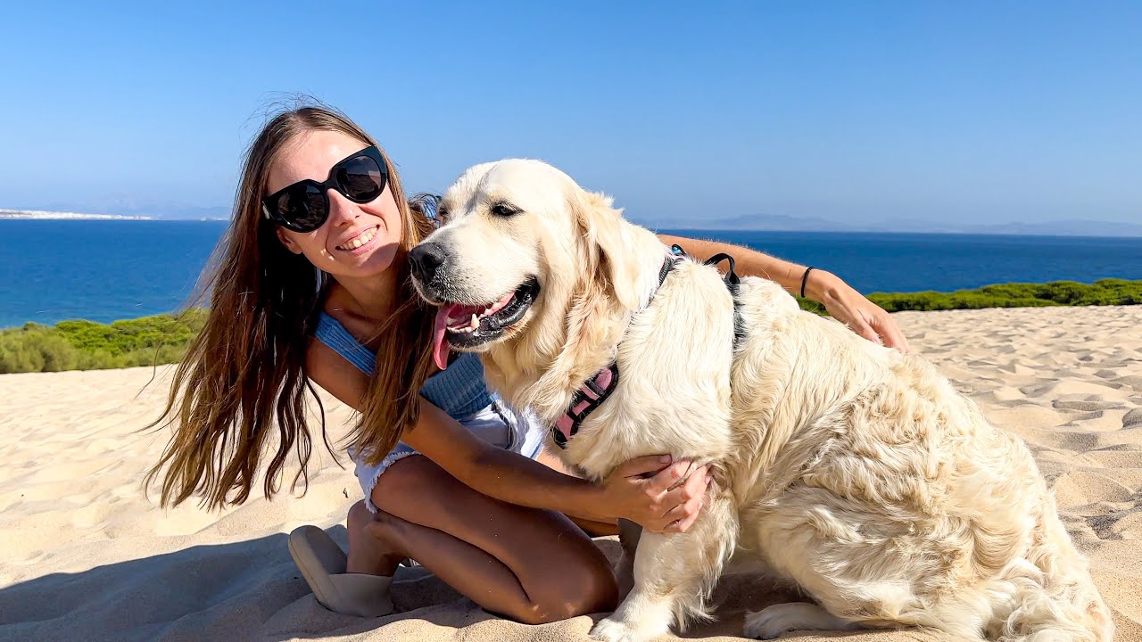 Golden Retriever on the Sand Dunes for the First Time! - YouTube