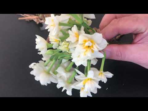 Nergis Çiçeğinin Faydaları ve Kullanım Alanları