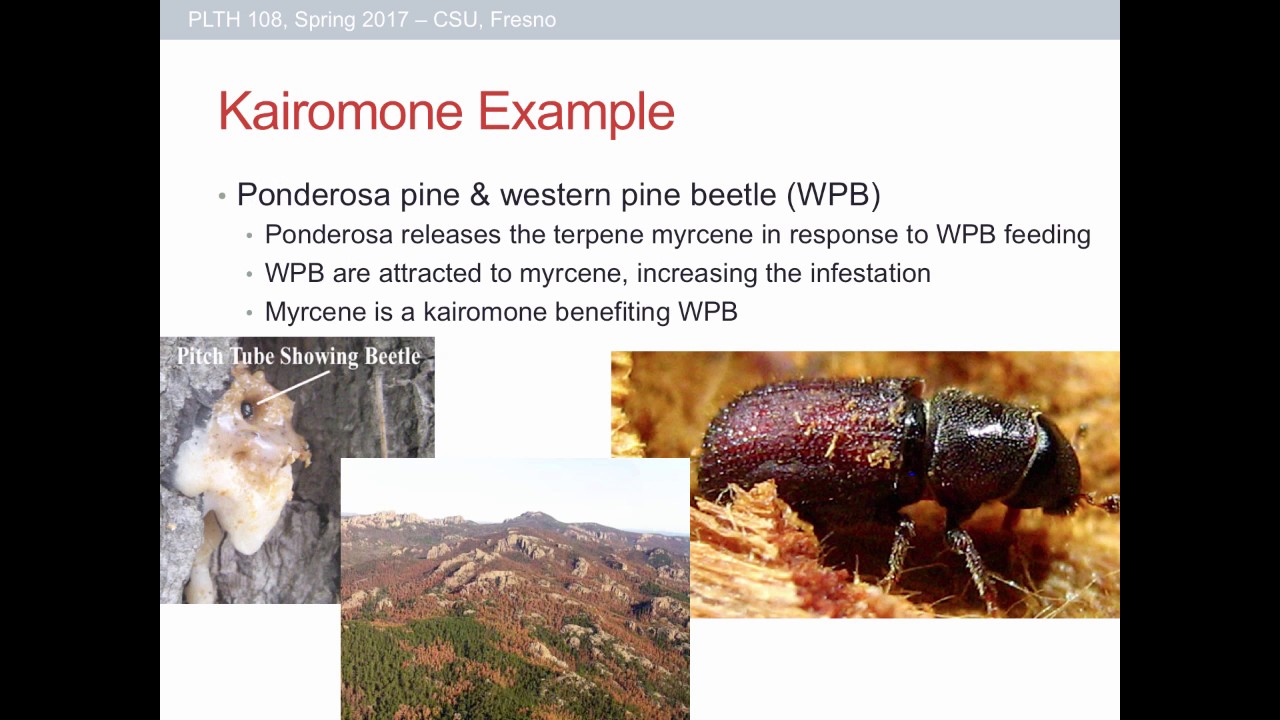 PLTH 108 - Lecture 18 - Pheromones and IPM - YouTube