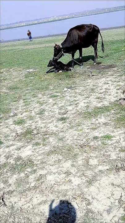 গাই গরু #shorts #short #shortvideo - YouTube