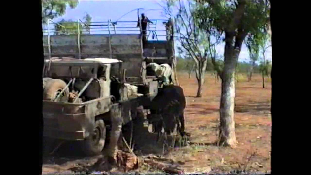 more bullcatching action - YouTube