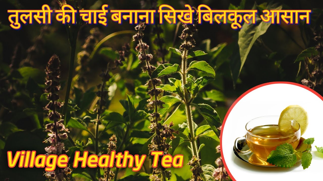 How To Make Tulsi Tea With Fresh Leaves | आसानी से गाँव की तुलसी की ...