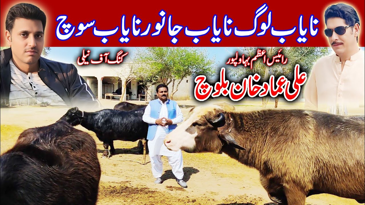 buffalo farming | buffalo farm in Bahawalpur Pakistan | buffalo farming ...