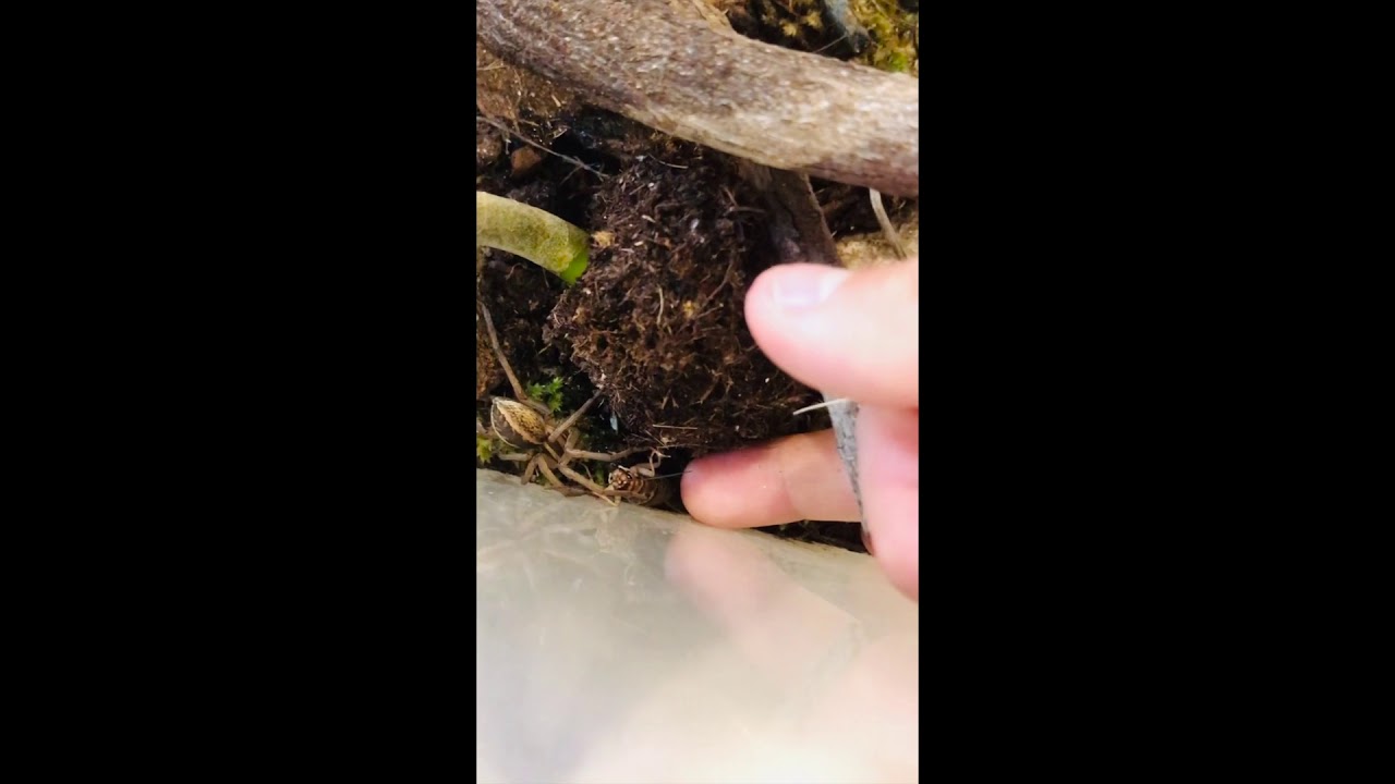Feeding the Rabidosa Rabida - YouTube