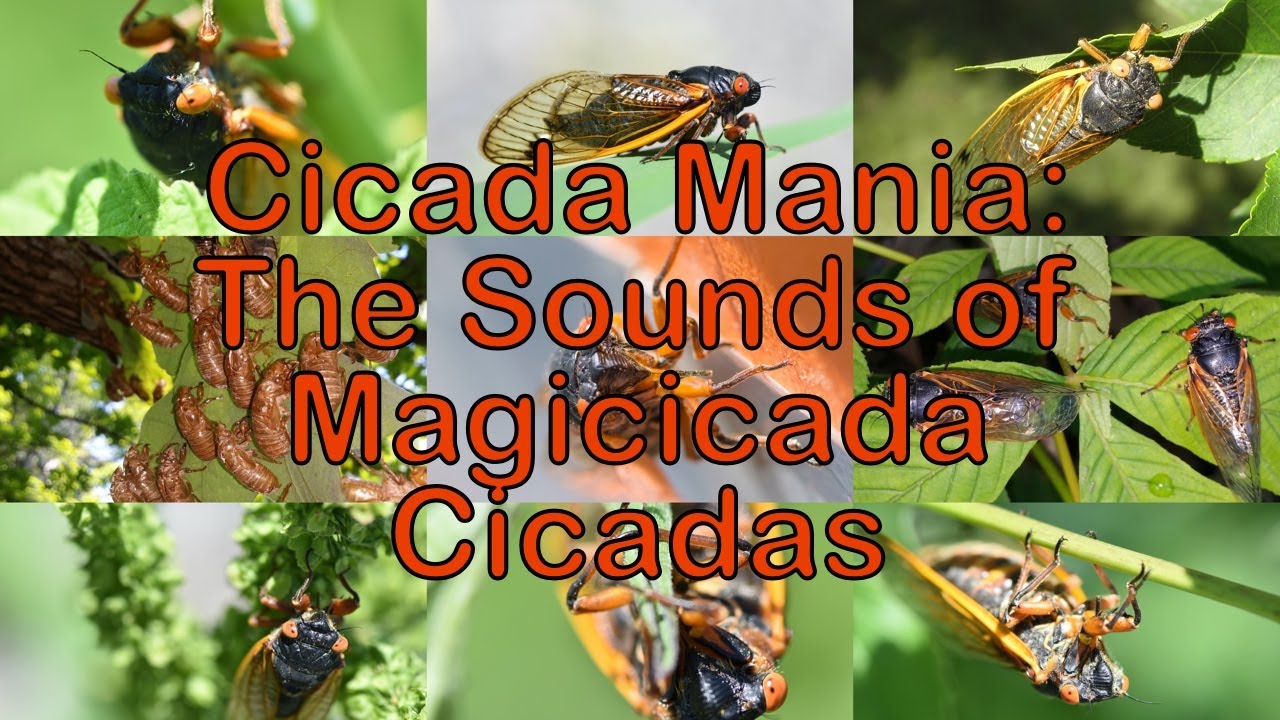 Cicada Mania: The Sounds of Magicicada Cicadas (Film) - YouTube