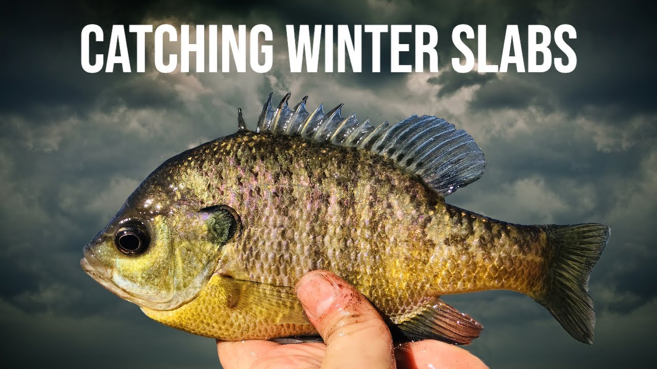 Catching Huge Winter Bluegill - YouTube