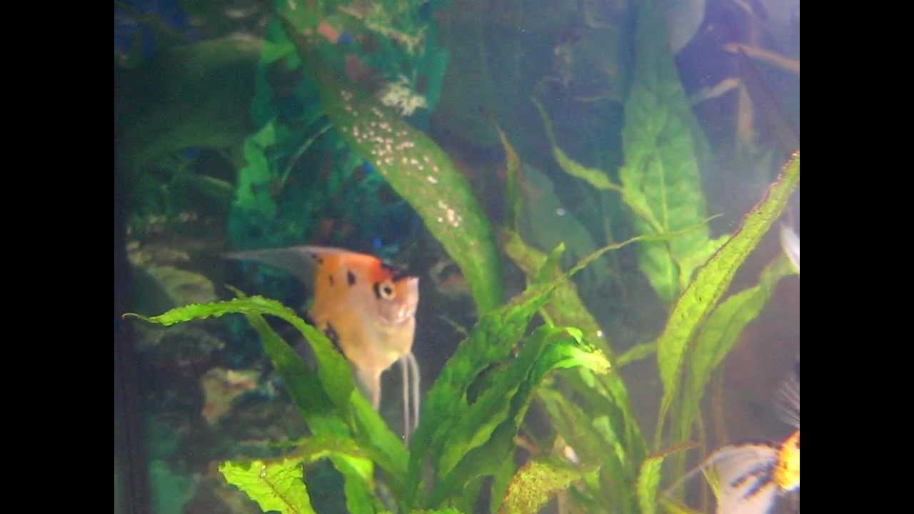 Koi Angelfish - Spawn 2 - Eggs Day 1 - YouTube