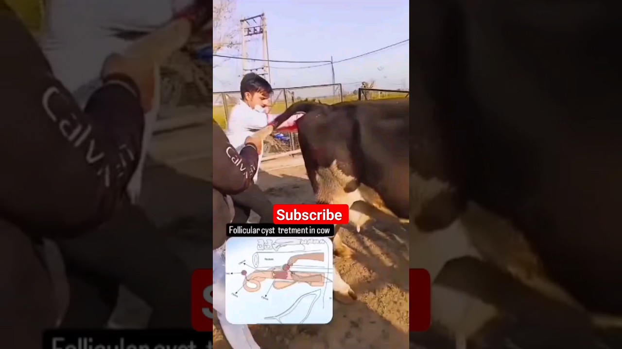 #follicular cyst treatment in cow - YouTube