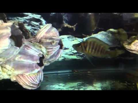 Male Sumbu Shell Dwarf Compressicep - YouTube