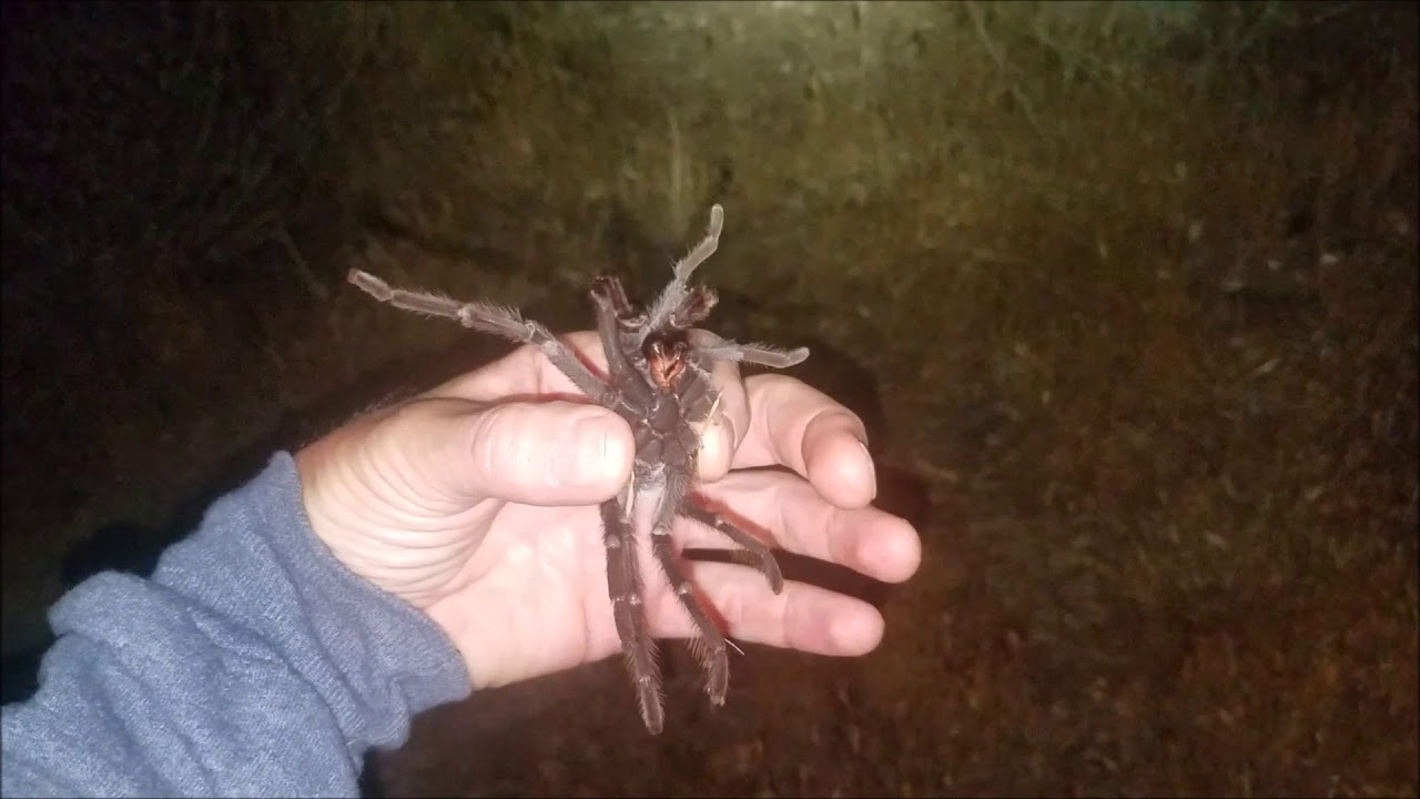 Taking a look at the fangs of a tarantula - YouTube