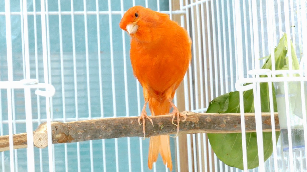 canary singing 4K video training - YouTube