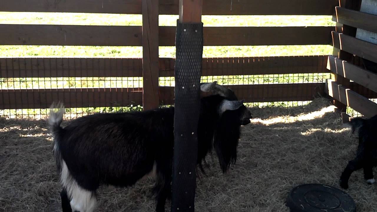 Possessed goat - YouTube