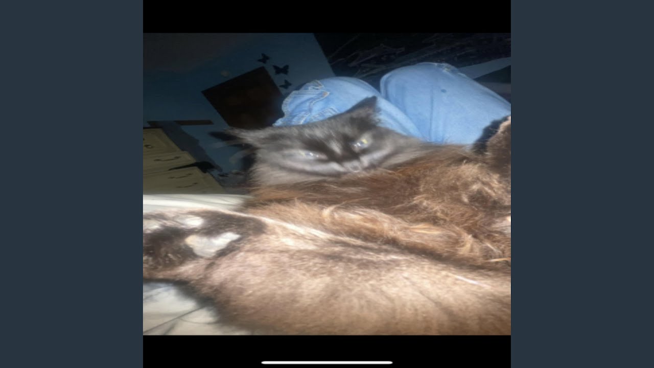 Moxie the cat - YouTube