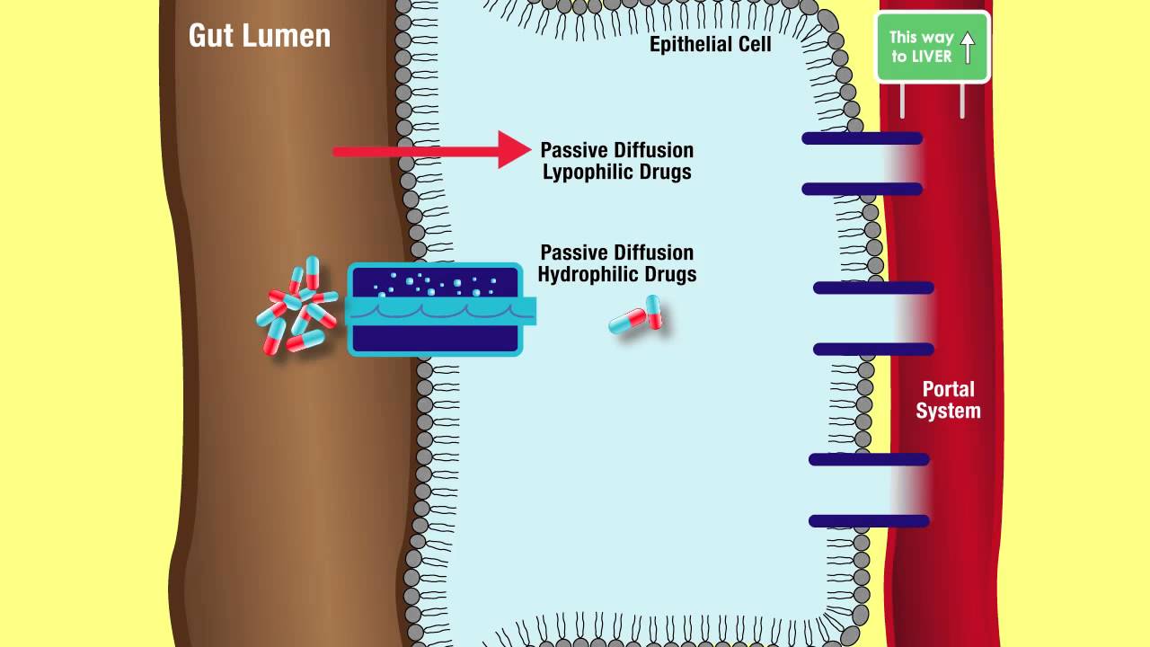 Drug Pathways Animation - YouTube