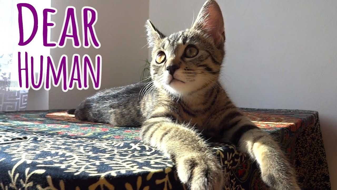 Dear human, play with your cat - YouTube