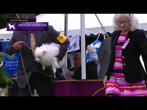 American Eskimo Dogs | Breed Judging 2021