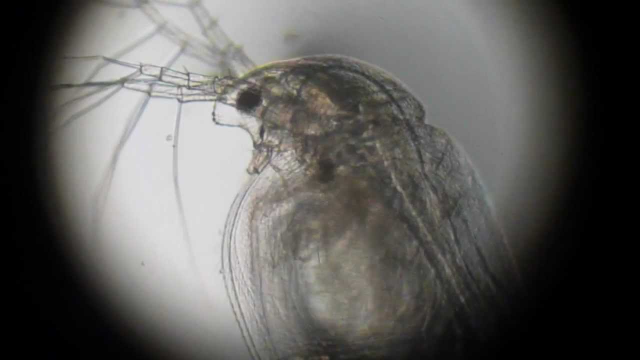 Simocephalus sp. - YouTube
