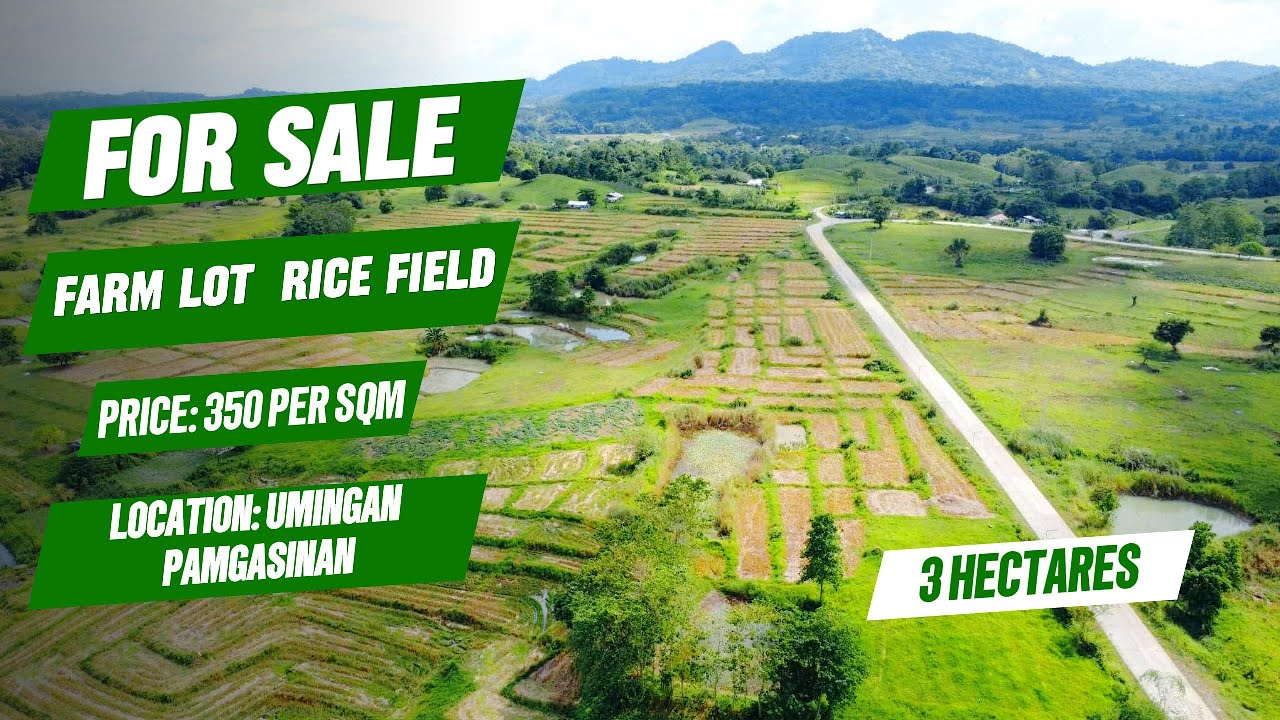 (502) FOR SALE 3 HECTARES FARM LOT, ALONG PROVINCIA ROAD, NEAR NATIONAL ...