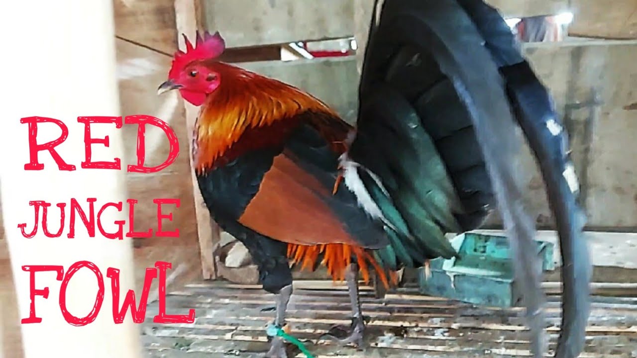 MGA PANGATING LABUYO, KULASISI, LIMUKON, TUKMO, TIKLING ...