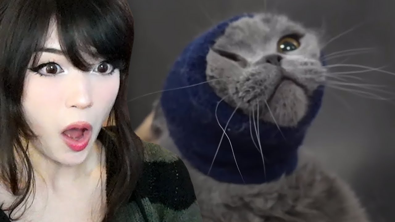 Emiru Reacts to Grooming a cat on drugs + Grooming a disabled Duck ...