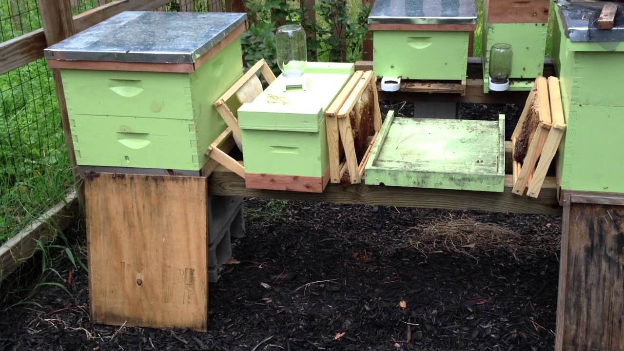 Update On Queen Rearing Project - YouTube