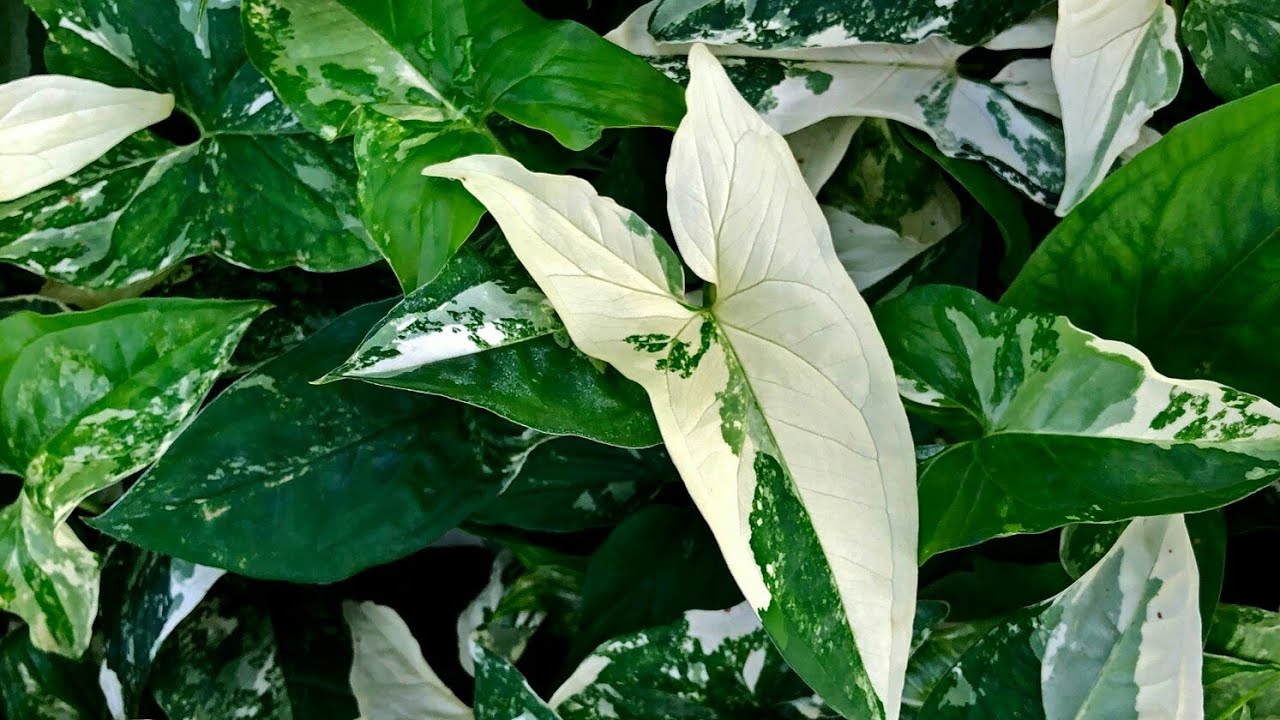 614,,,How to save albo syngonium repoting of albo syngonium .urdu/hindi ...