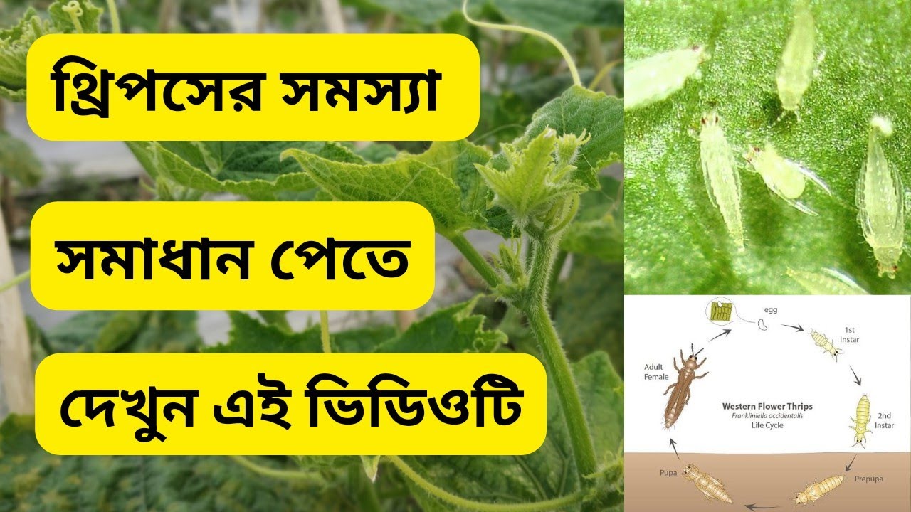 থ্রিপসের সমস্যা সমাধান | চোষক পোকা দমন | thrips control and insect ...