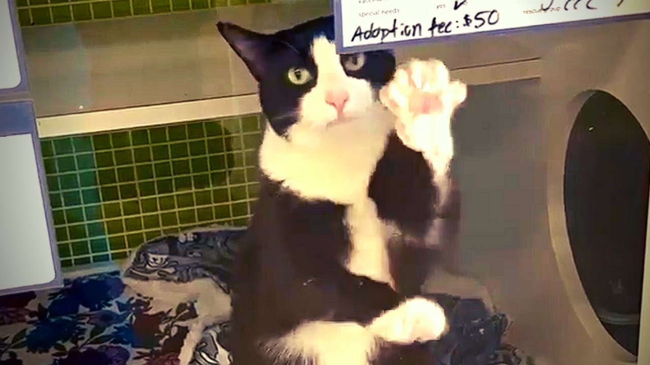 Cat Waving at Everyone Passing Her Kennel Because She Wants Love and a ...