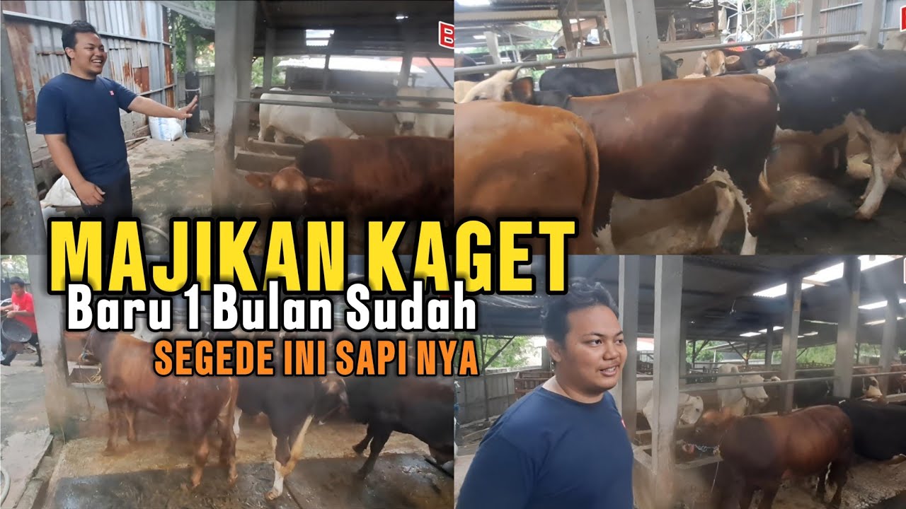 WOW !! MAJIKAN KAGET SAPI BARU 1 BULAN SUDAH SEGEDE INI DI BERKAH ...