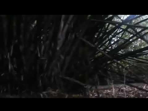 Penampakan jelas siluman di pohon by GUS SHOLEH PATI - YouTube