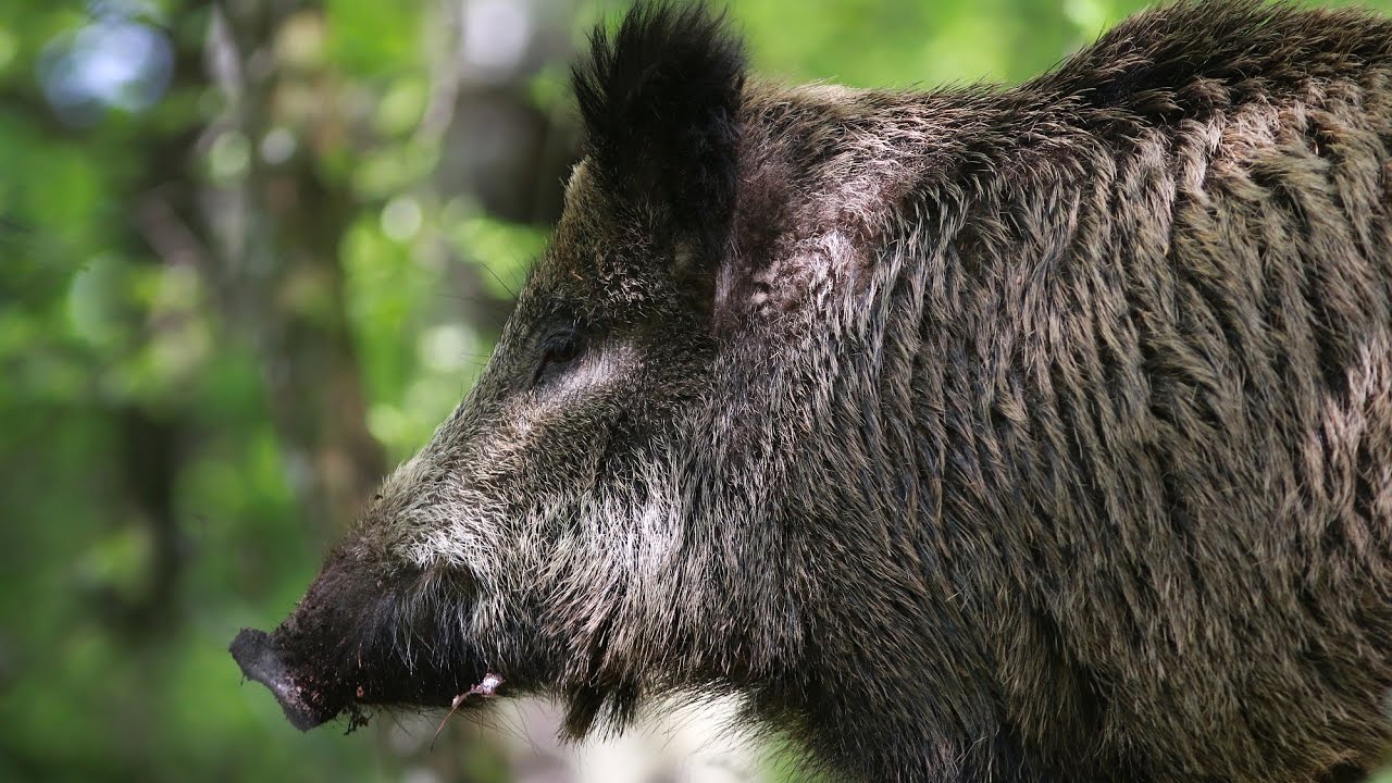 DIVIAK LESNÝ v dubine - YouTube