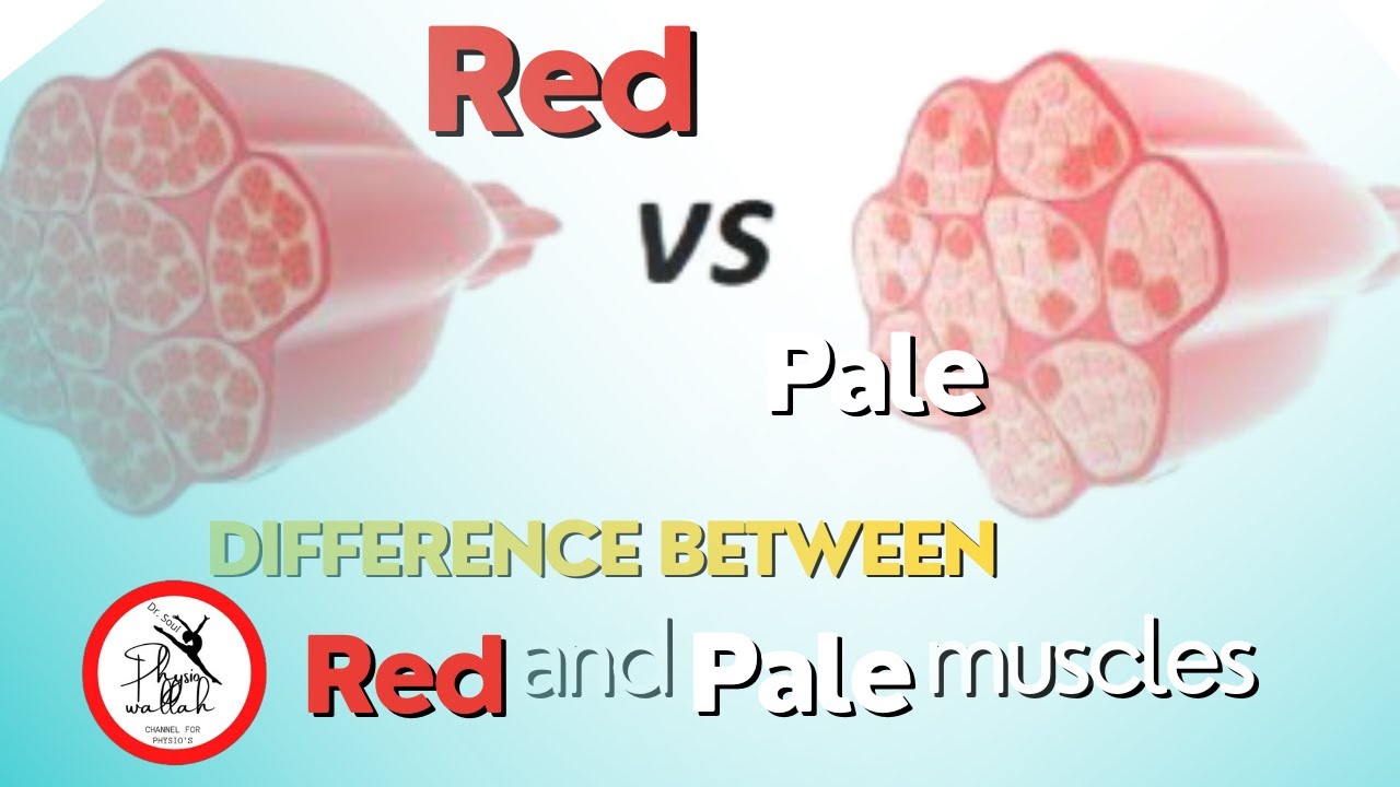 Sembulingam Human Physiology | Difference between red and Pale Muscles ...