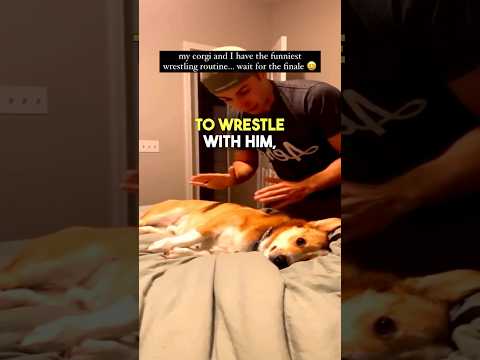 This Corgi has ATTITUDE 🤣🤣