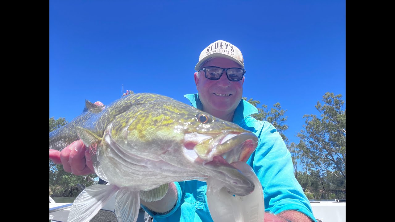 Chasing Murray Cod on the Murray River - YouTube
