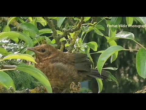 Turdus merula- Karatavuk...