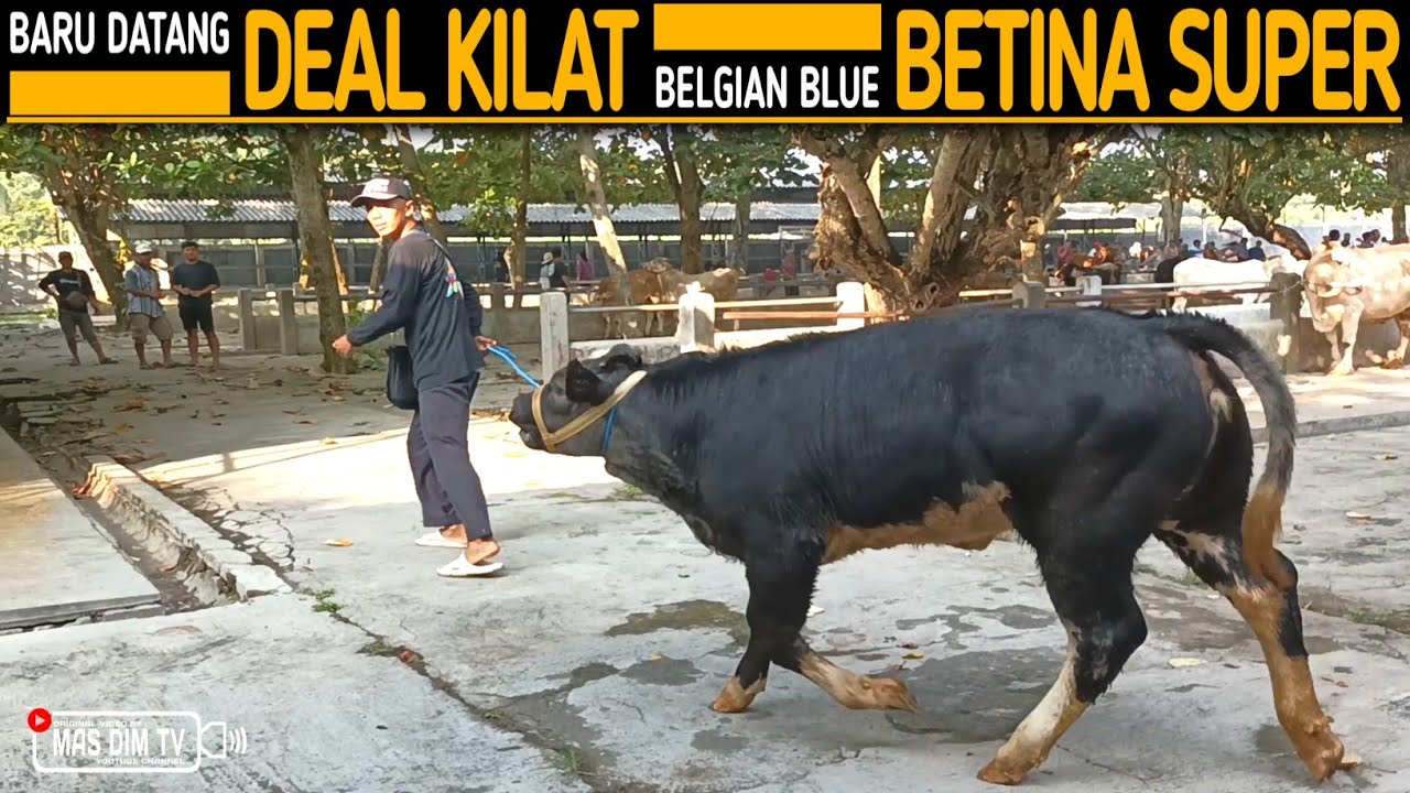 Baru Juga Datang Tidak Pikir Panjang Belgian Blue Betina Super Langsung ...