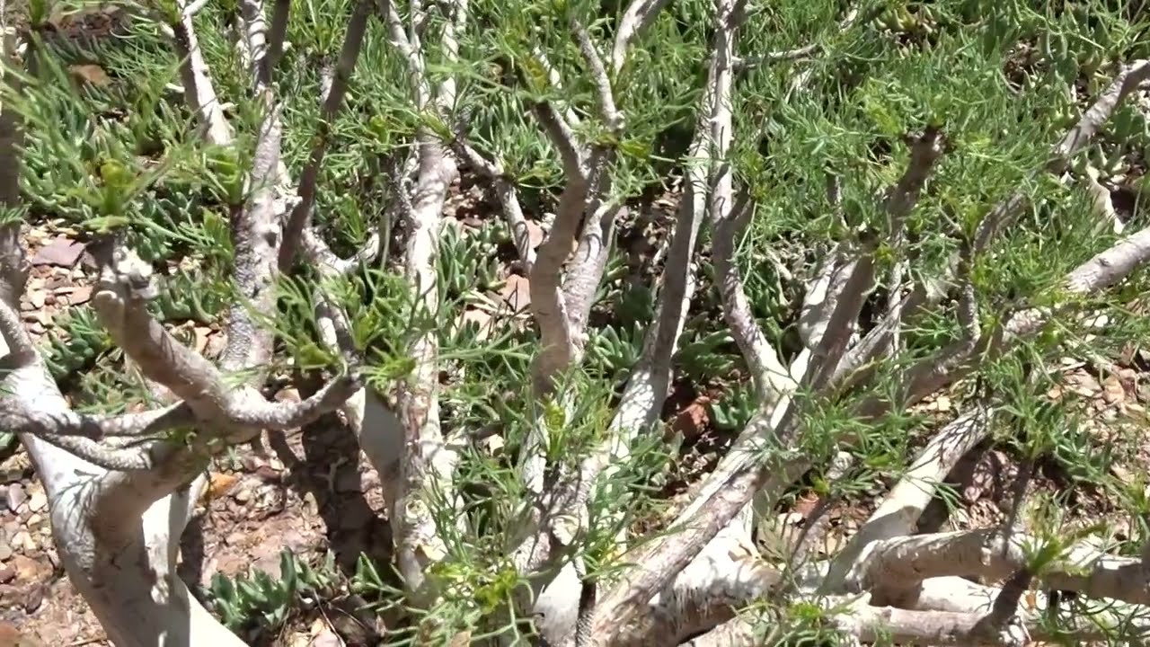 Commiphora kraeuseliana - YouTube