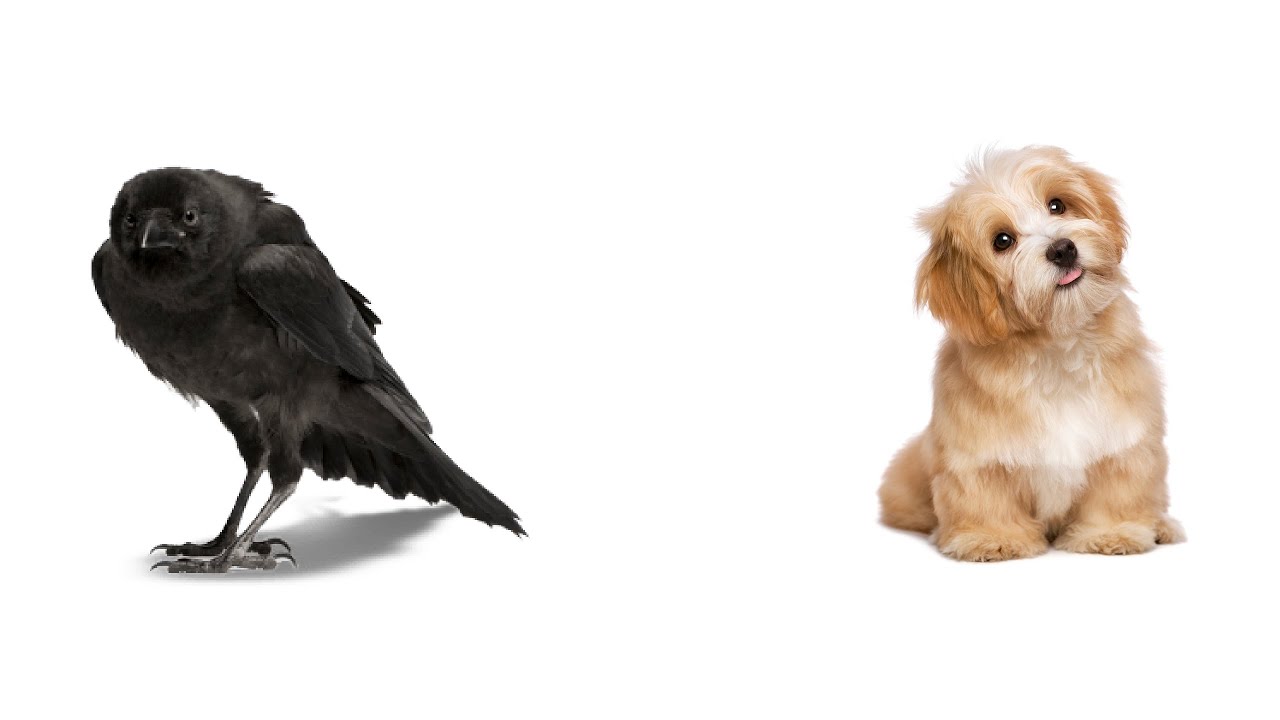 CROW meets his 1st Animal!!! (CROWpro rK) - YouTube