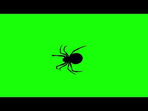 Green Screen Spider Walking Effects Croma key || Key light Adobe premiere Pro Aftereffects