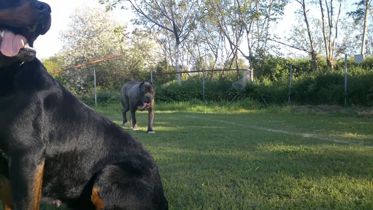 Cane corso vs Rottweiler - YouTube