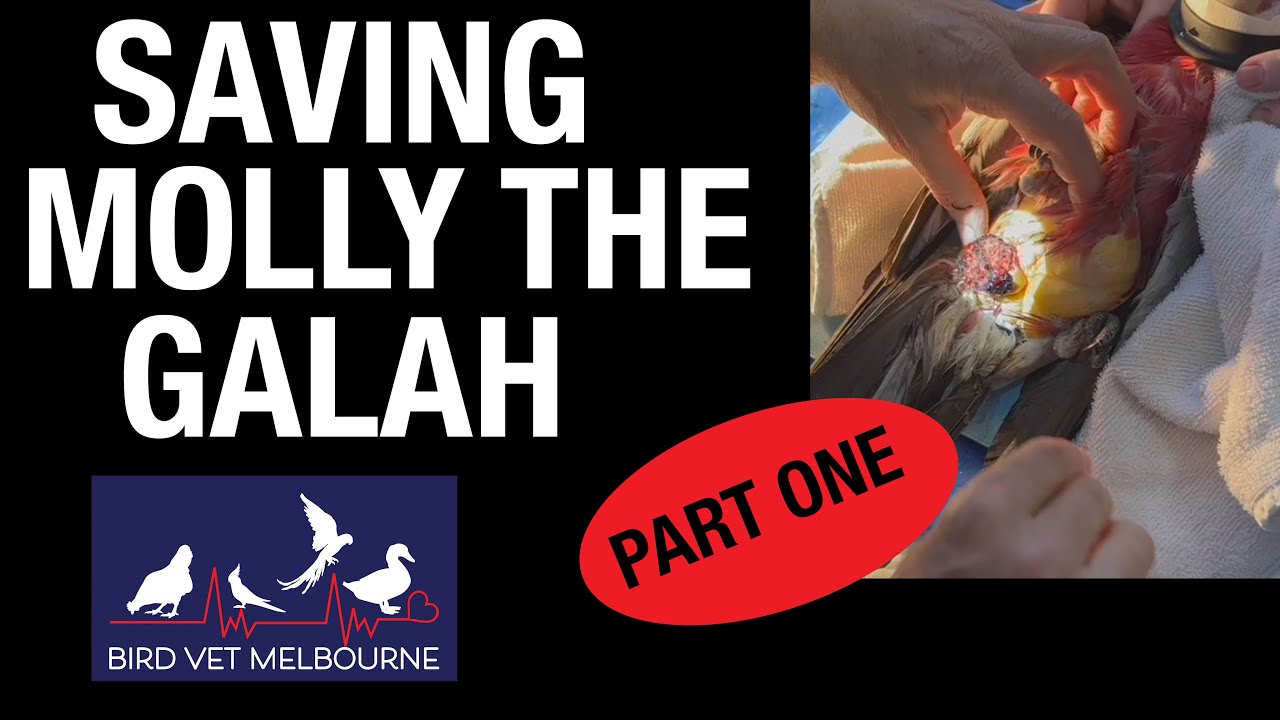 Saving Molly the Galah (Part 1 of 2) - YouTube