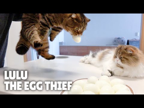 Can I Trust My Cats with Eggs? | Kittisaurus