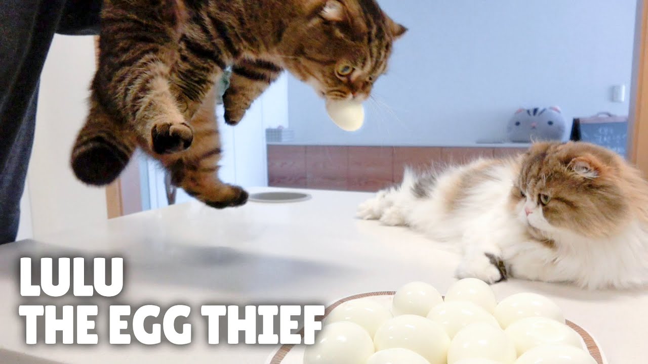 Can I Trust My Cats with Eggs? | Kittisaurus - YouTube