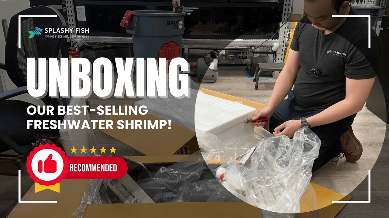 Unboxing Our Best-Selling Freshwater Shrimp & Fish! | Splashy Fish ...