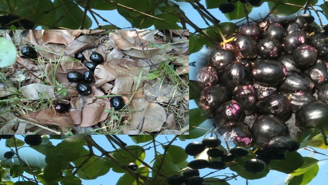 lomboy/duhat Summer fruit sa probinsya - YouTube