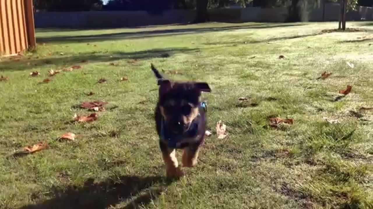 German shepherd time lapse - YouTube